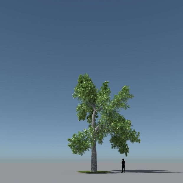 Tree Oak V11 Free 3D Model - .obj - Free3D