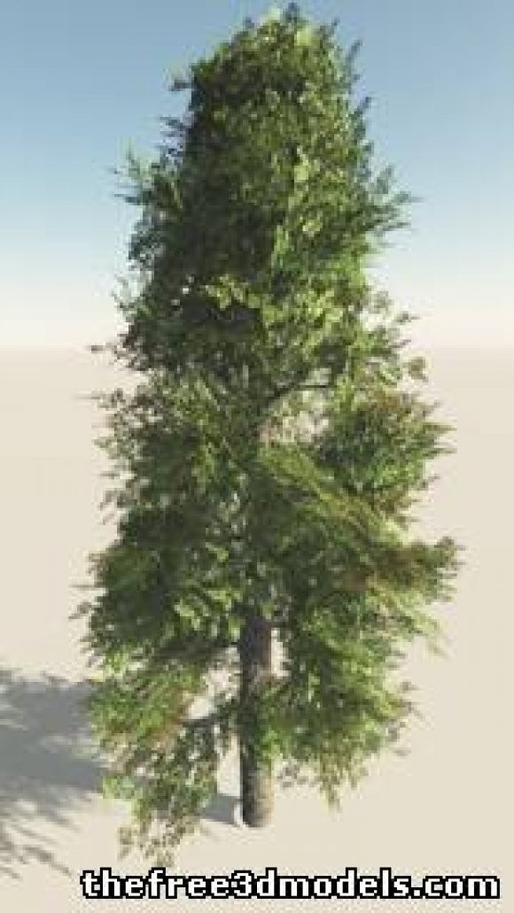 Broad Leaf Straight Trunk Tree Free 3D Model - .3ds .obj .sldprt - Free3D