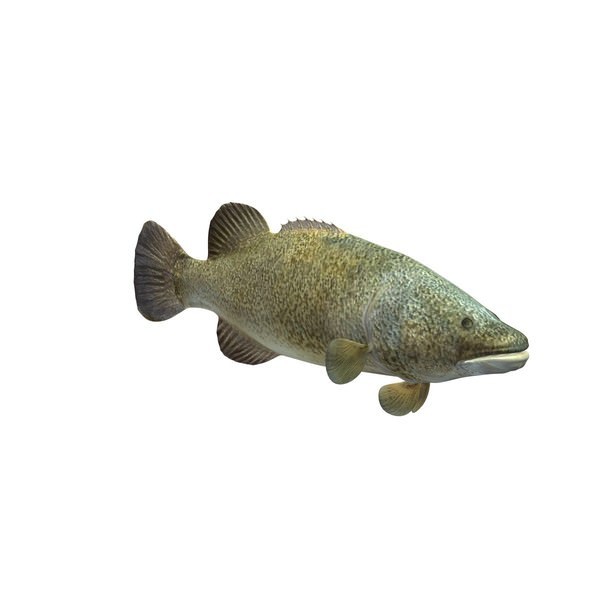 Murray cod v2 Free 3D Model - .obj .stl - Free3D