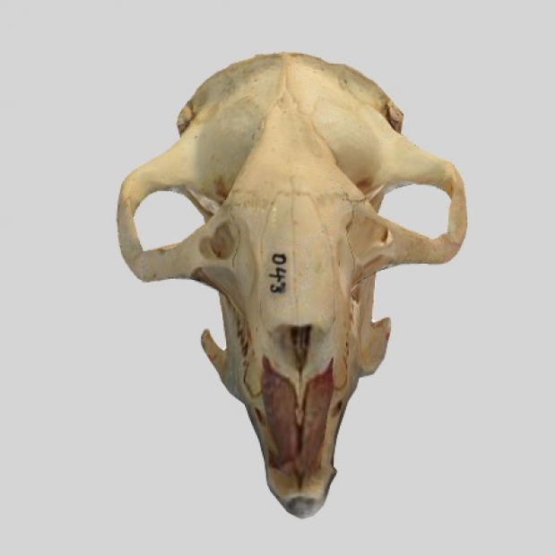 Mouse Skull Free 3D Model - .obj - Free3D