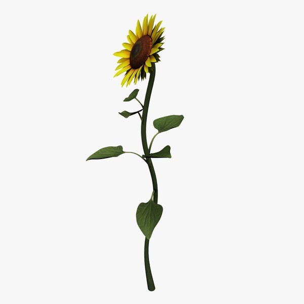 Sunflower v1 Free 3D Model - .obj .stl - Free3D