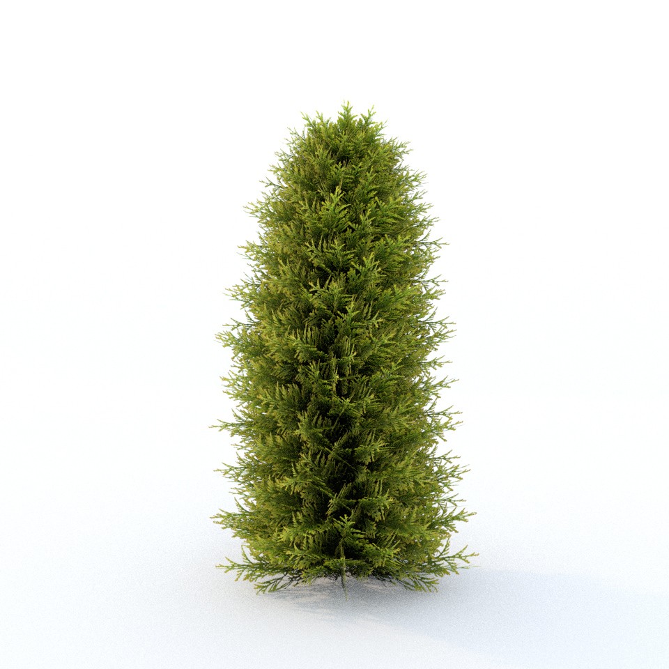 Thuja 01 Free 3D Model - .Blender . - Free3D