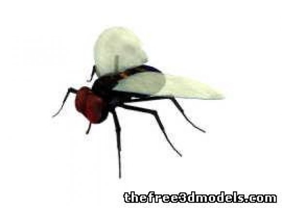 Fly Free 3D Model - .3ds .obj .max .lwo .mtl .sldprt - Free3D