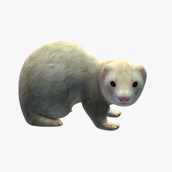 Ferret Free 3D Model - .obj .stl - Free3D