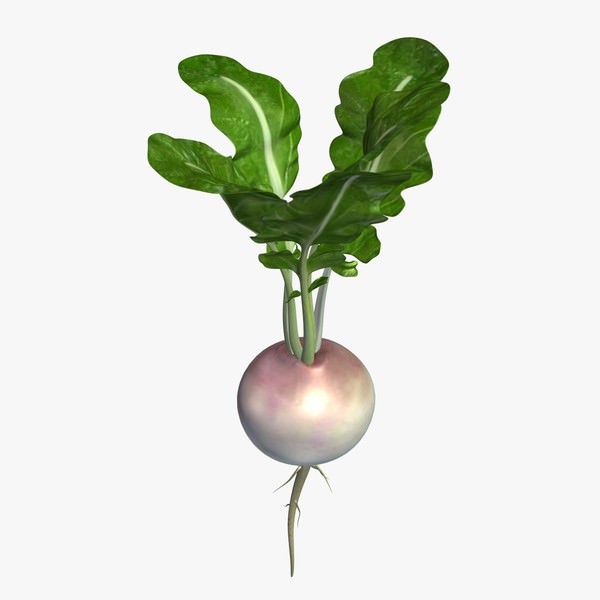 Turnip v1 Free 3D Model - .obj .stl - Free3D