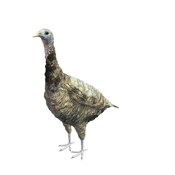 Turkey Wild Female v3 Free 3D Model - .obj .stl - Free3D
