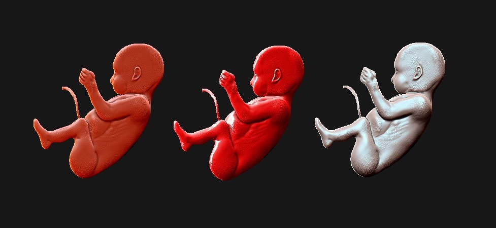Fetus human Free 3D Model - .c4d - Free3D