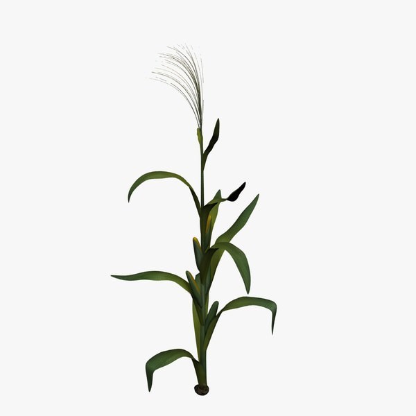 Corn Field v1 Free 3D Model - .obj .stl - Free3D