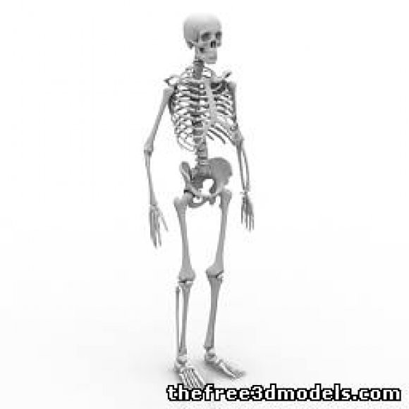Skeleton Free 3D Model - .3ds .sldprt - Free3D