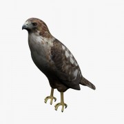 Hawk Free 3D Models download - Free3D