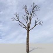 Tree Free 3D Models Maya - .ma .mb download - Free3D