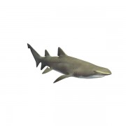 Shark Free 3D Models download - Free3D