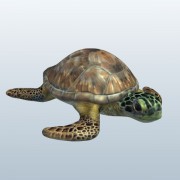 Turtle Free 3D Models download - Free3D