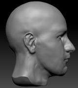 High-poly head Free 3D Model - .ztl - Free3D